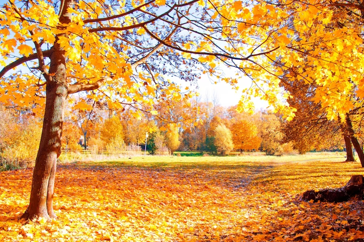 Quand Commence L Automne 2022