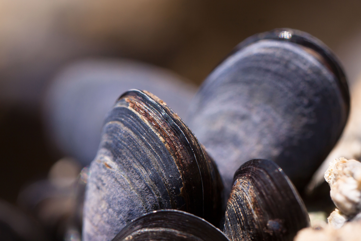 Combien de chair dans 1 kg de moules
