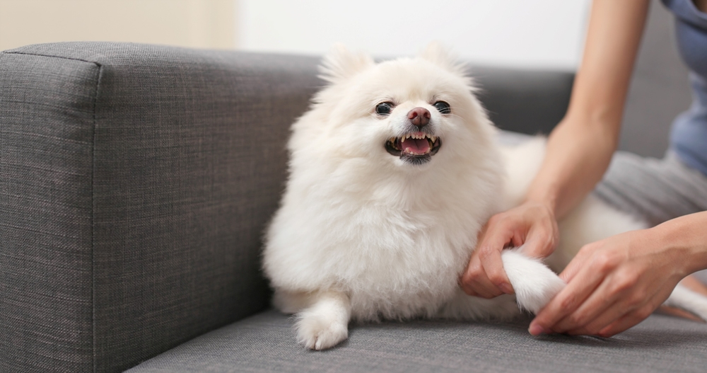 Les symptômes de la rage chez les chiens